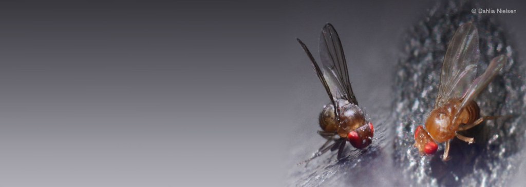 Singh Lab – Evolutionary genetics